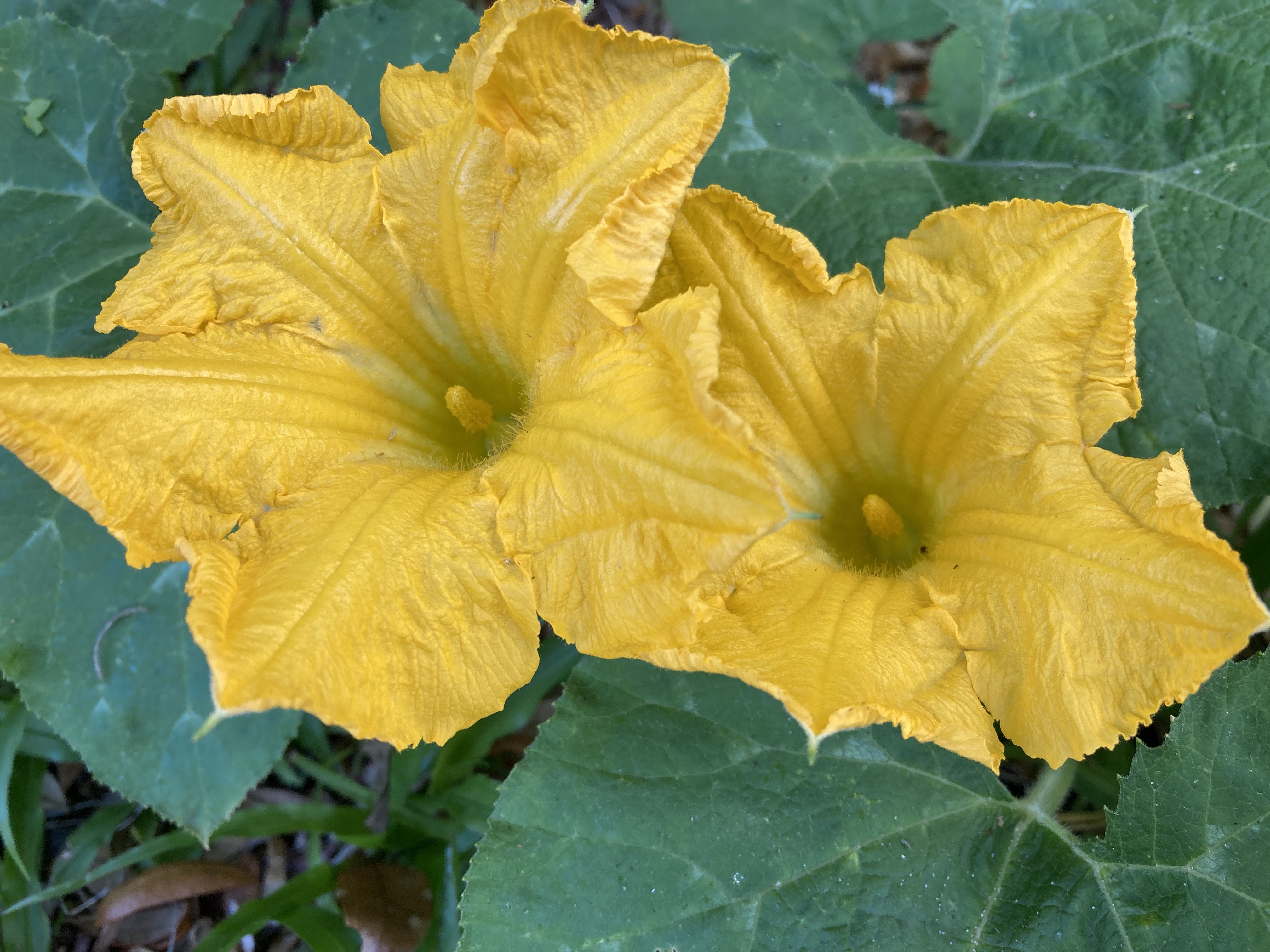 Squash and its features – Inga’s Creations