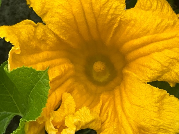 Squash and its features – Inga’s Creations