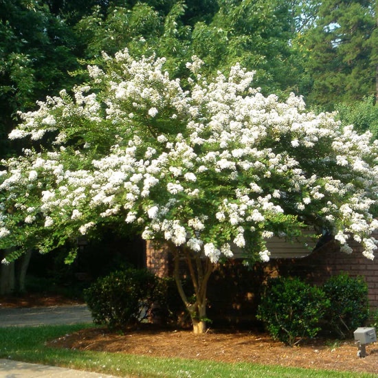 Crape Myrtle Planting Instructions – Inga’s Creations